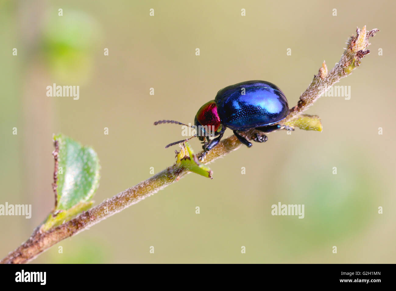 Scarabaeidae hi-res stock photography and images - Alamy
