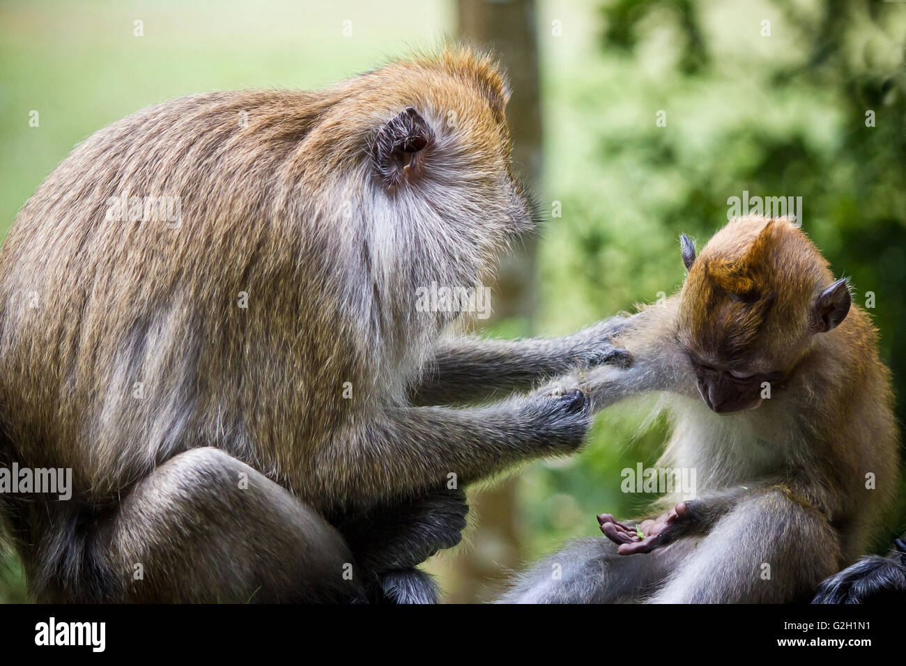 A real mother monkey and baby monkey Stock Photo - Alamy