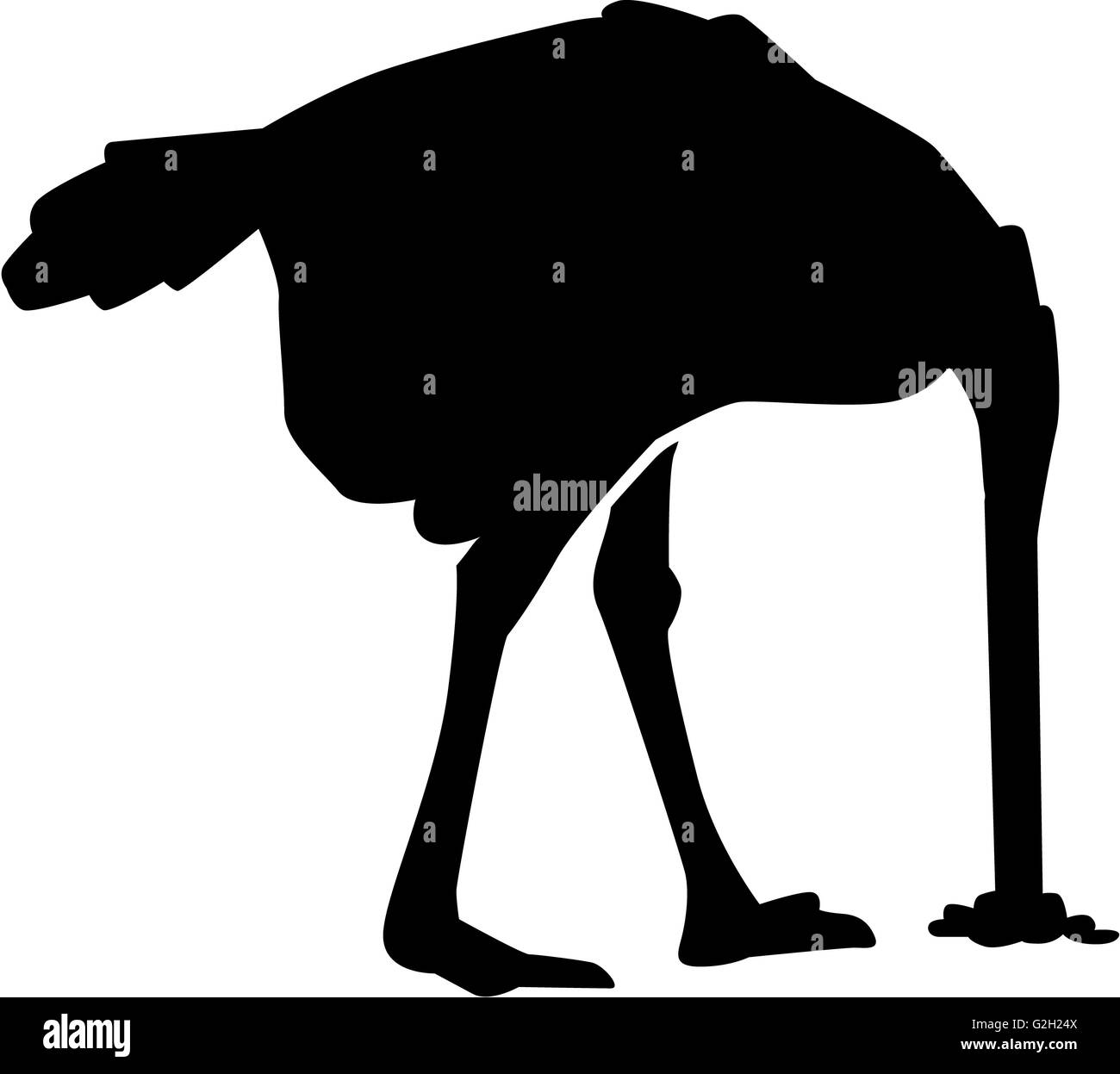 Ostrich burying head into the ground Stock Photo - Alamy