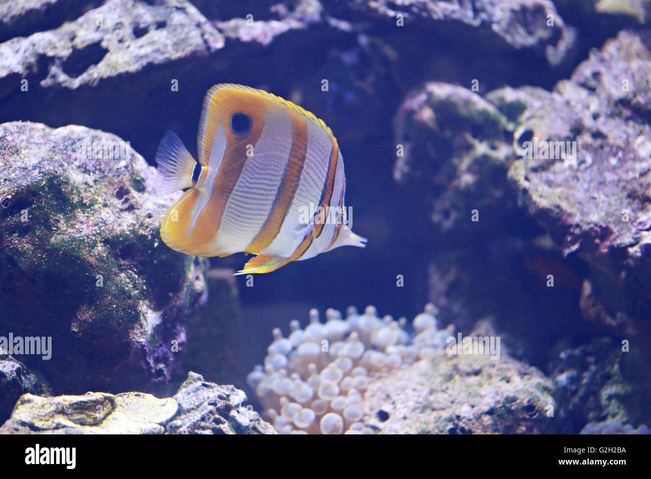Copper Banded Butterfly fish in the sea Stock Photo - Alamy