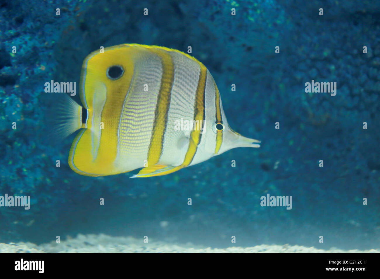 Copper Banded Butterfly fish in the sea Stock Photo - Alamy