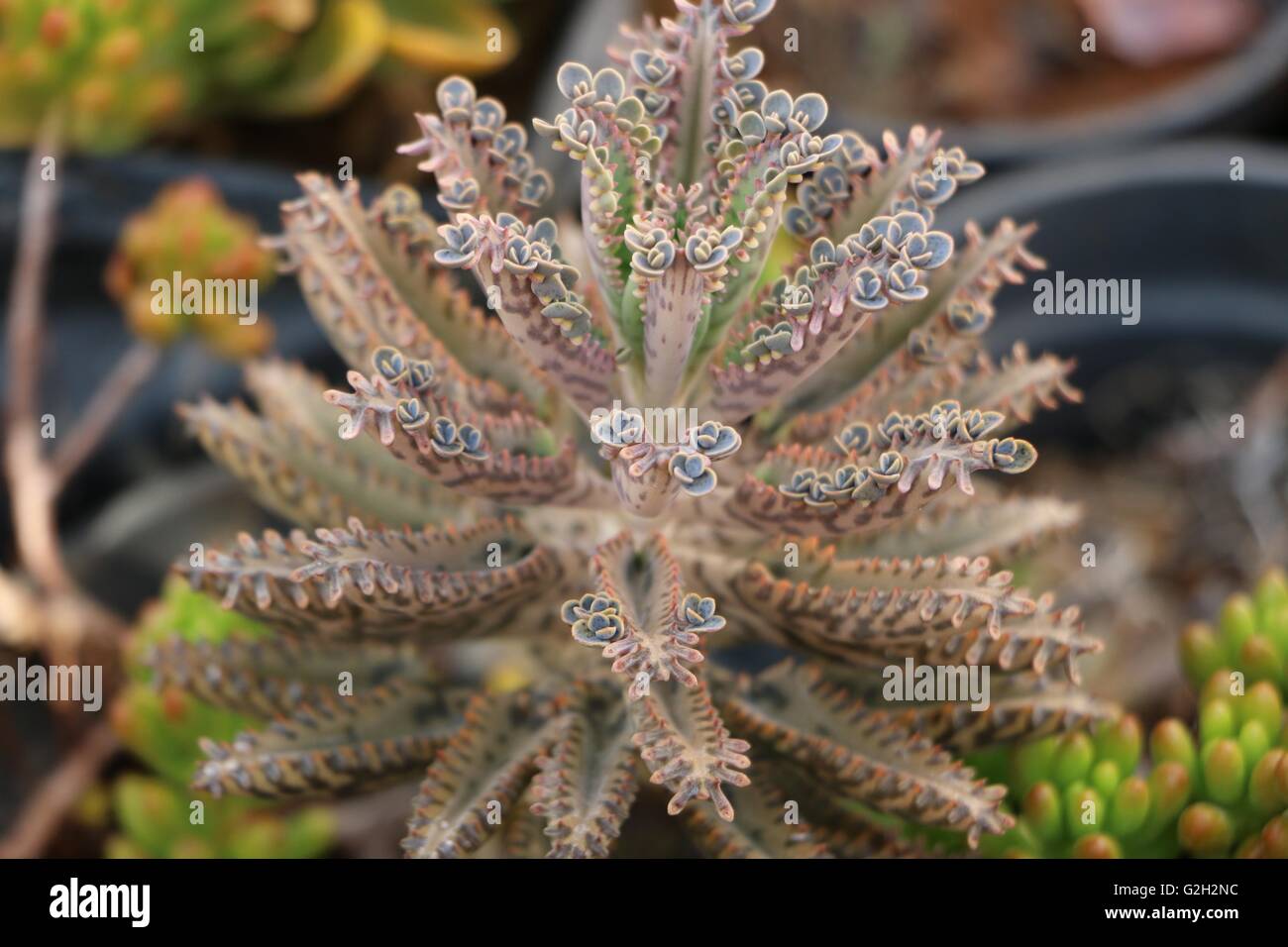 Intricate plant hi-res stock photography and images - Alamy