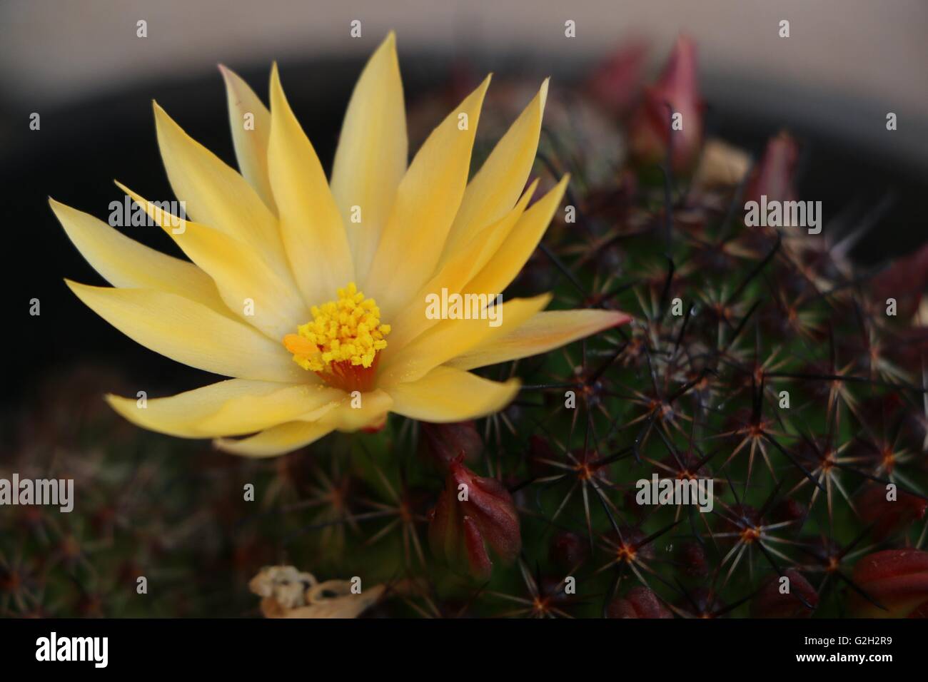 Beautiful Cactus Flower Stock Photo - Alamy