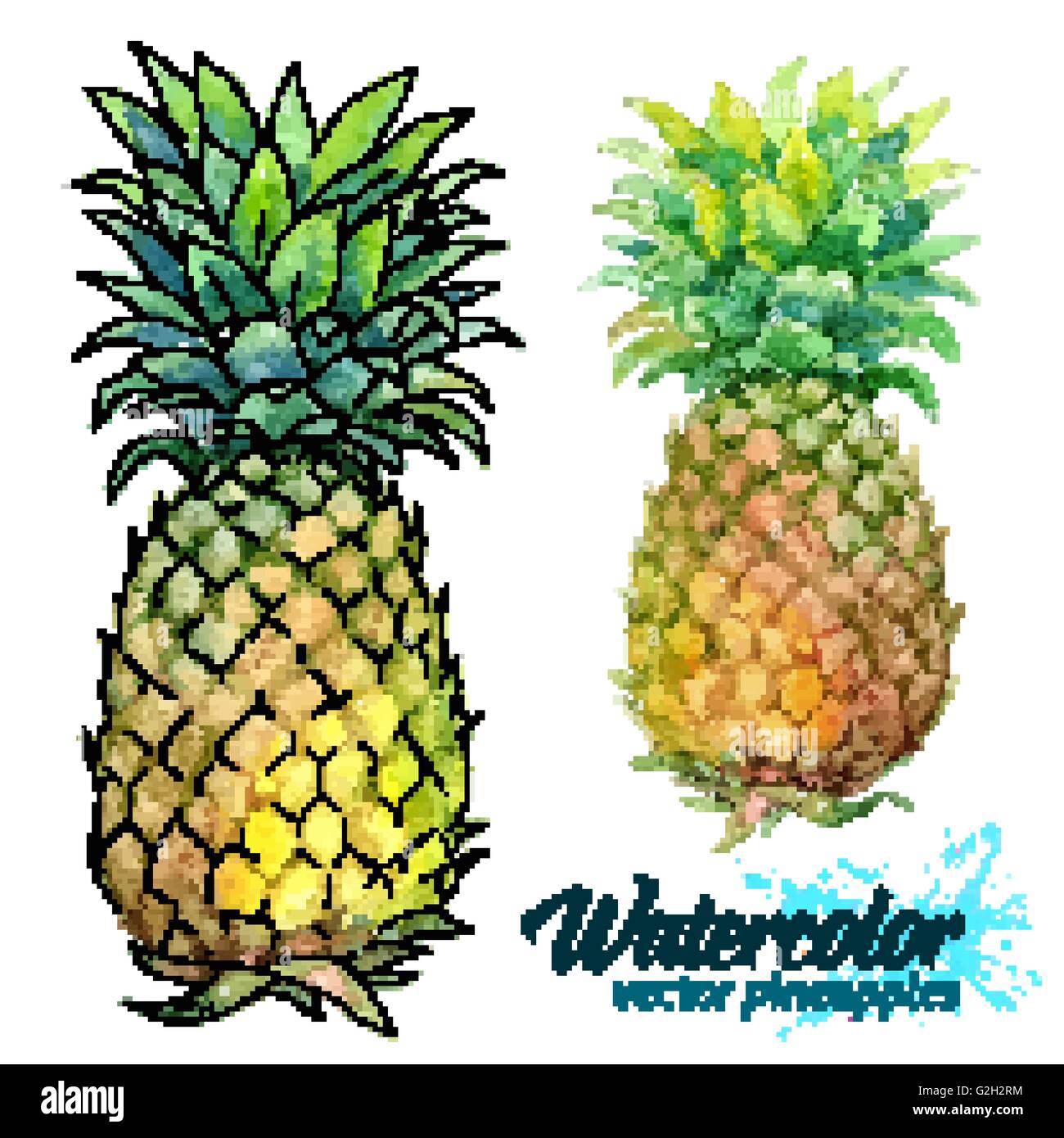 Watercolor painting vector fresh pineapples Stock Vector Image & Art ...