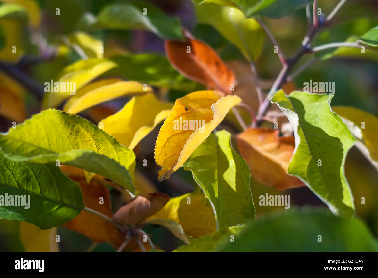 Apple falling tree hi-res stock photography and images - Alamy