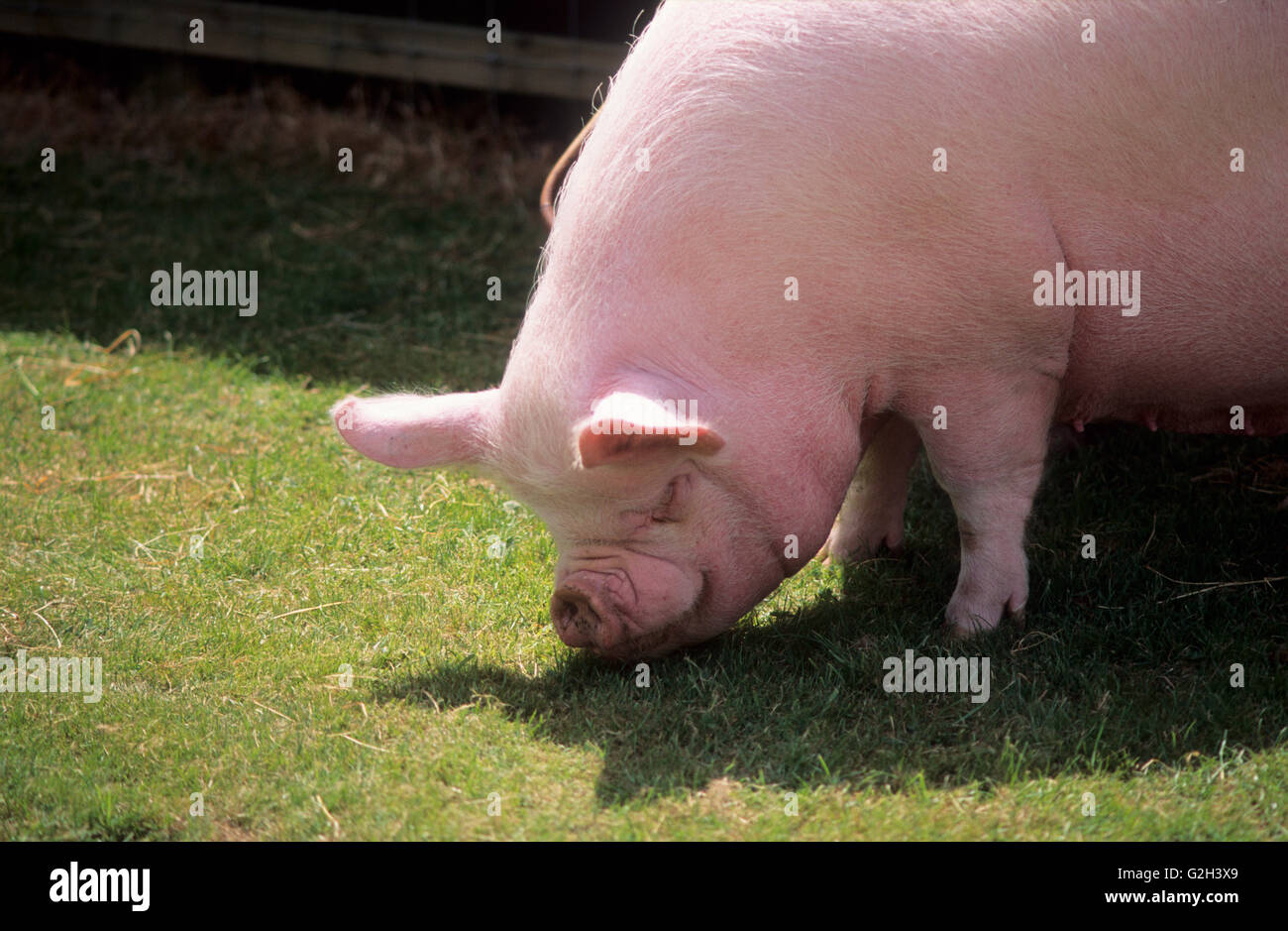 Farm animal : pig Stock Photo - Alamy