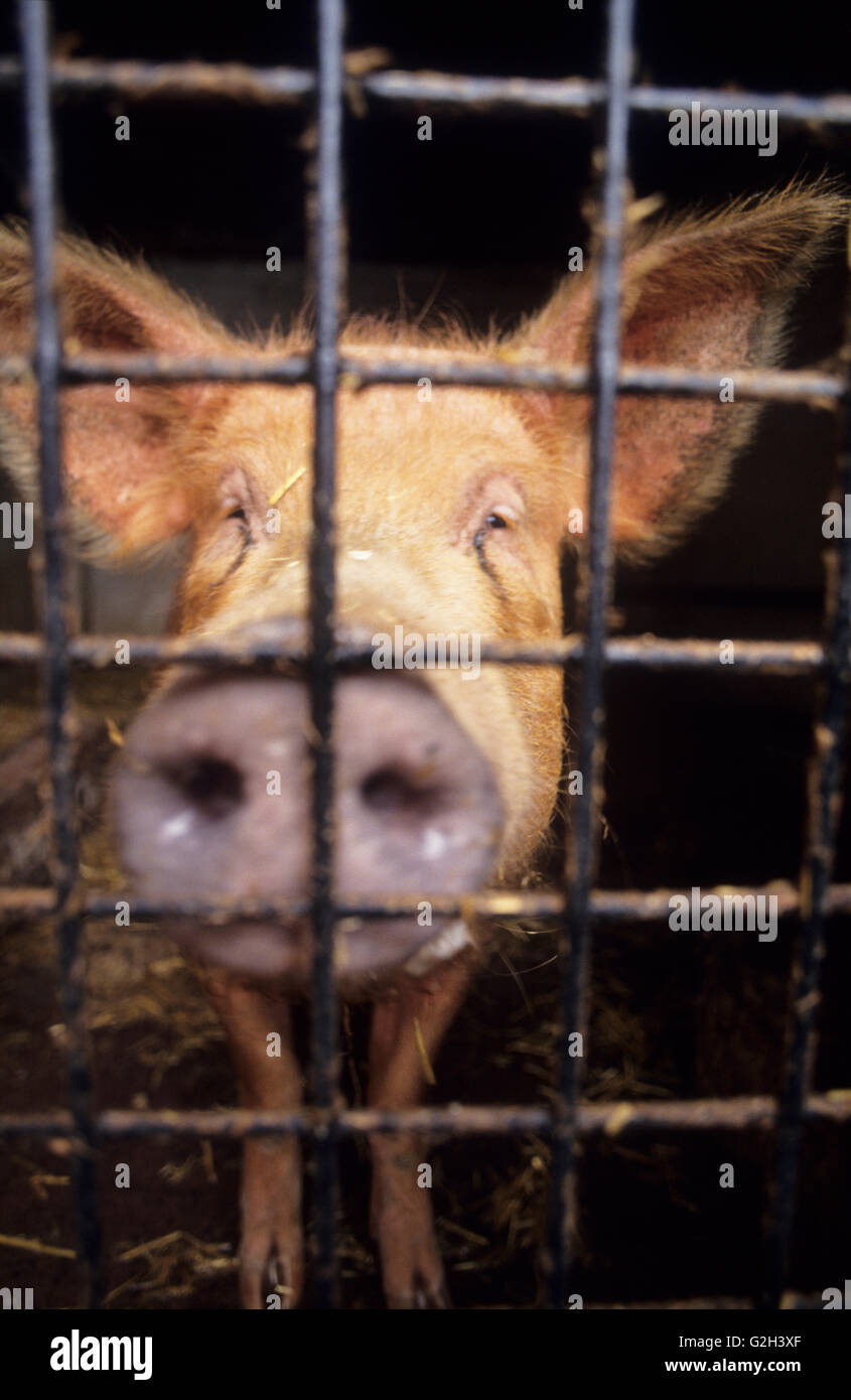 Pig behind bars hi-res stock photography and images - Alamy