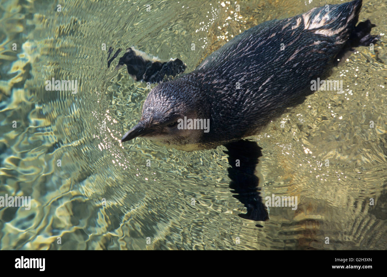 Wildlife : Little Penguin - aka Fairy Penguin (Eudyptula minor Stock ...