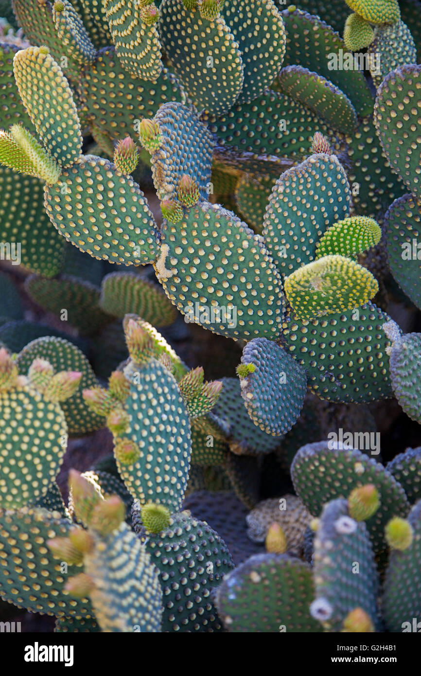 View cactus hi-res stock photography and images - Alamy