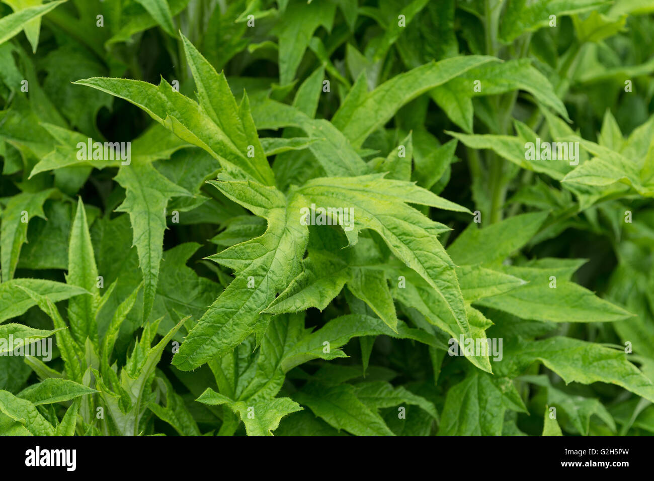 Globe Thistle Leaves