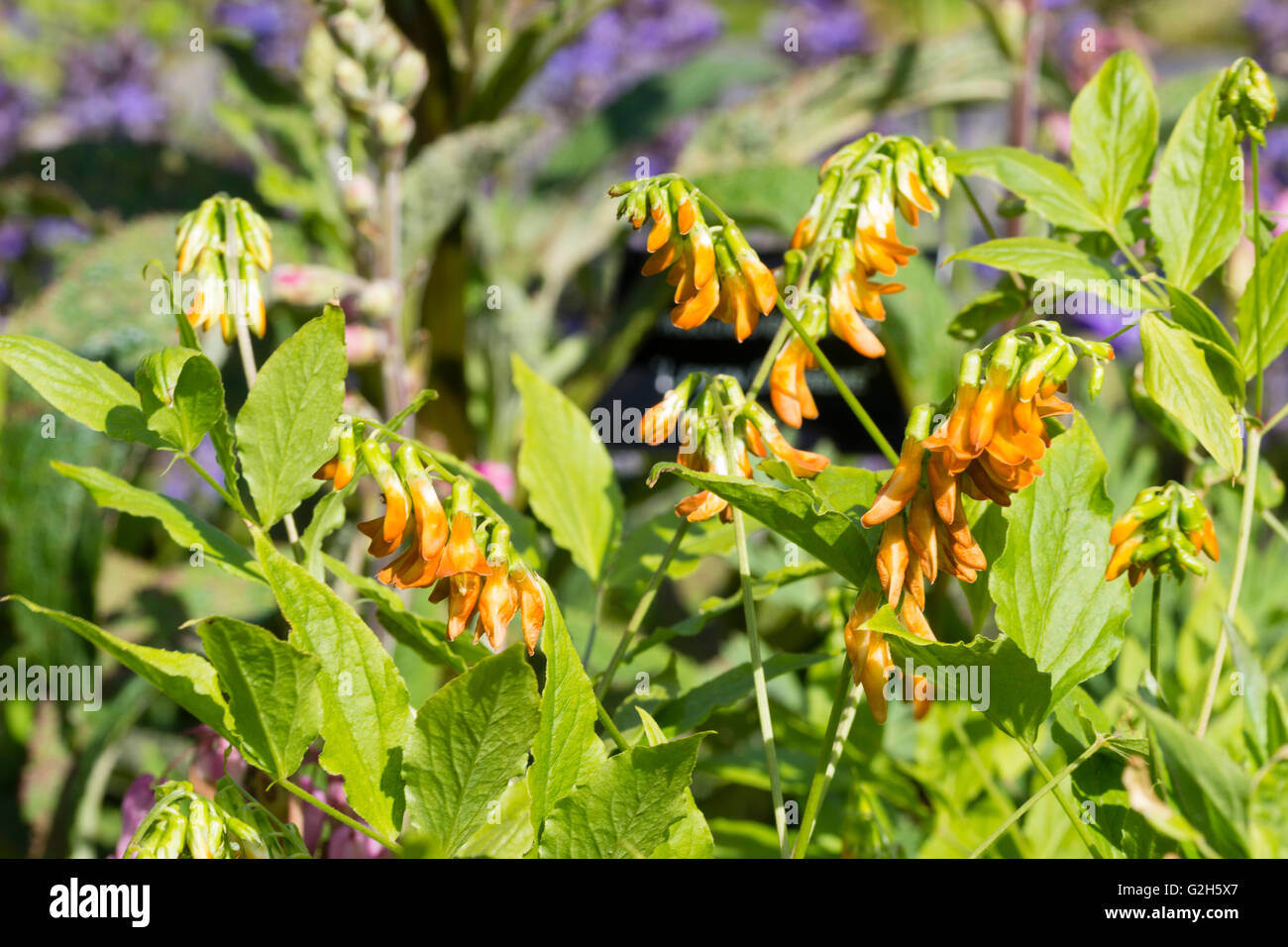 Red-orange flowers of the perennial, spring flowering pea, Lathyrus ...