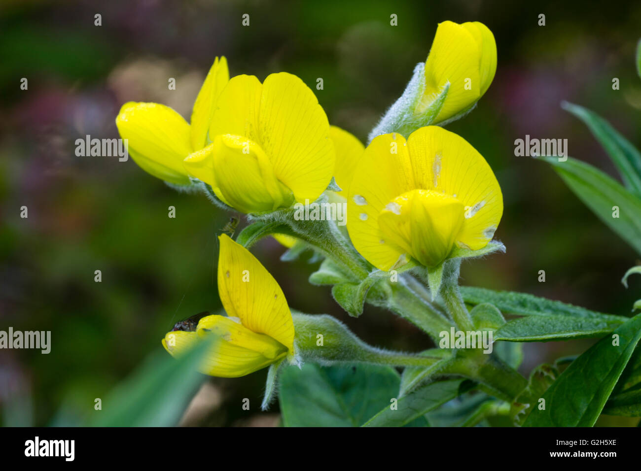Piptanthus nepalensis hi-res stock photography and images - Alamy