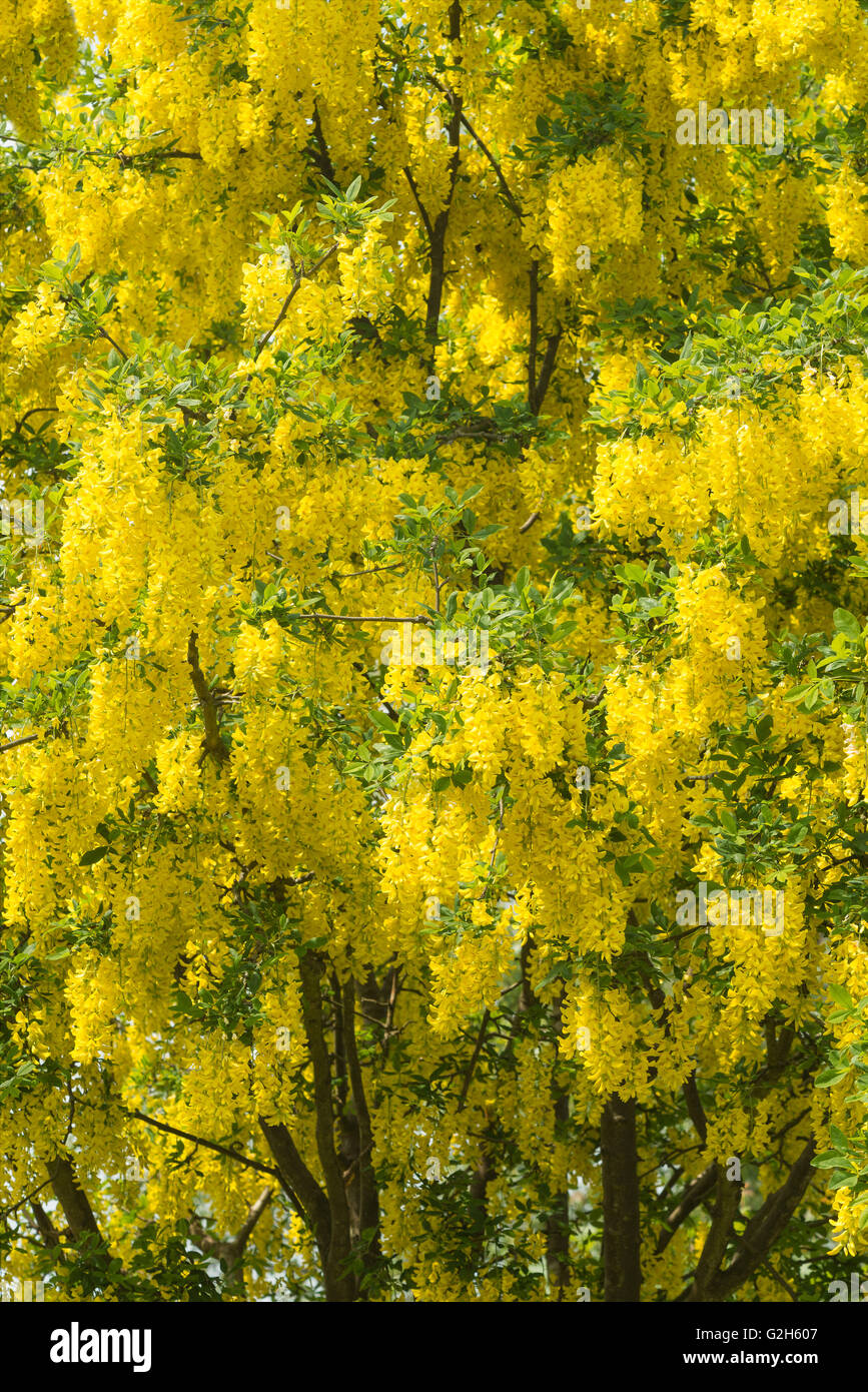 Yellow tree flower raceme hi-res stock photography and images - Alamy