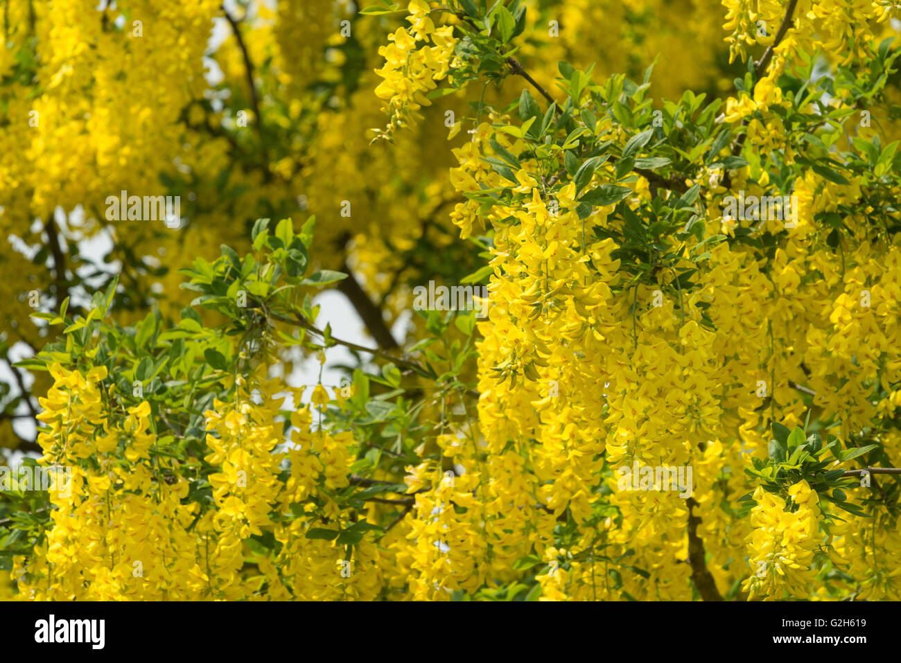 Yellow tree flower raceme hi-res stock photography and images - Alamy
