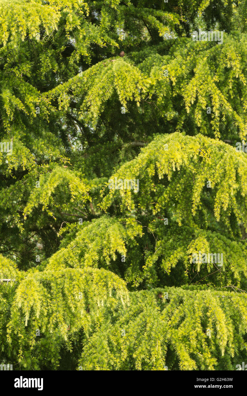 gentle new soft green pine needles of mature conifer cedar tree where ...