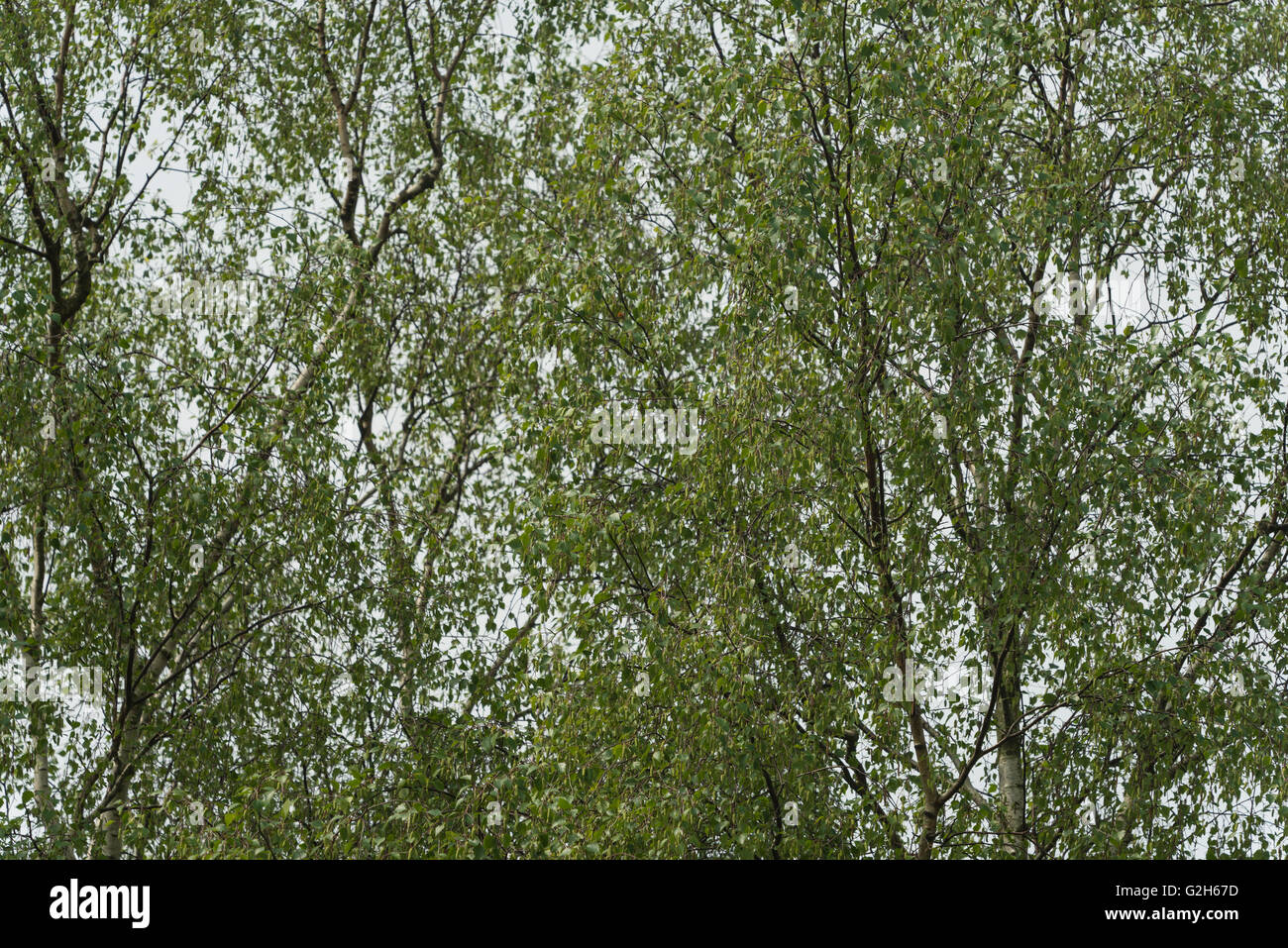 details of small delicate leaves of silver birch tree with many swaying ...