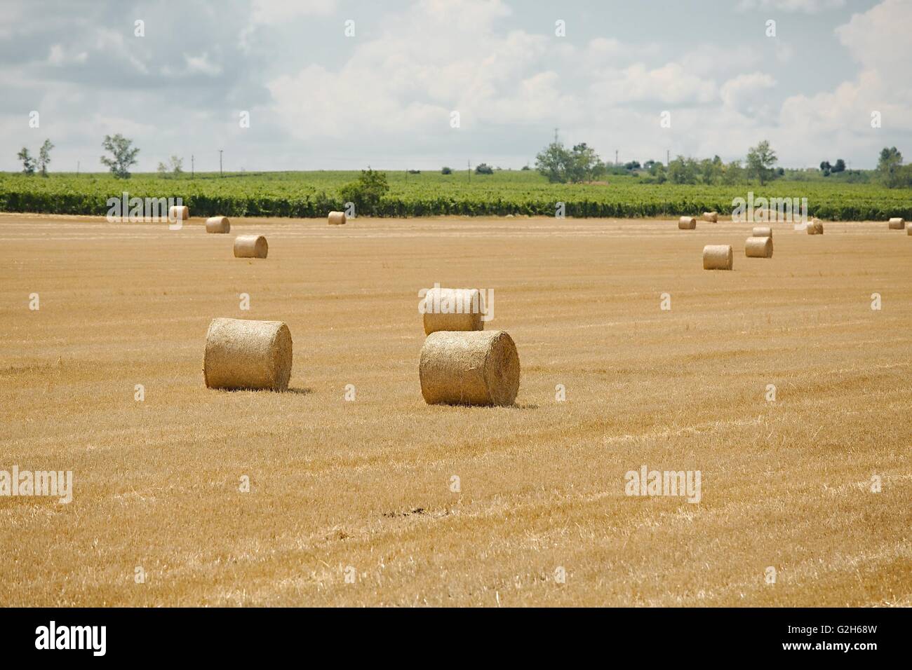 Agricultural field with bales Stock Photo - Alamy