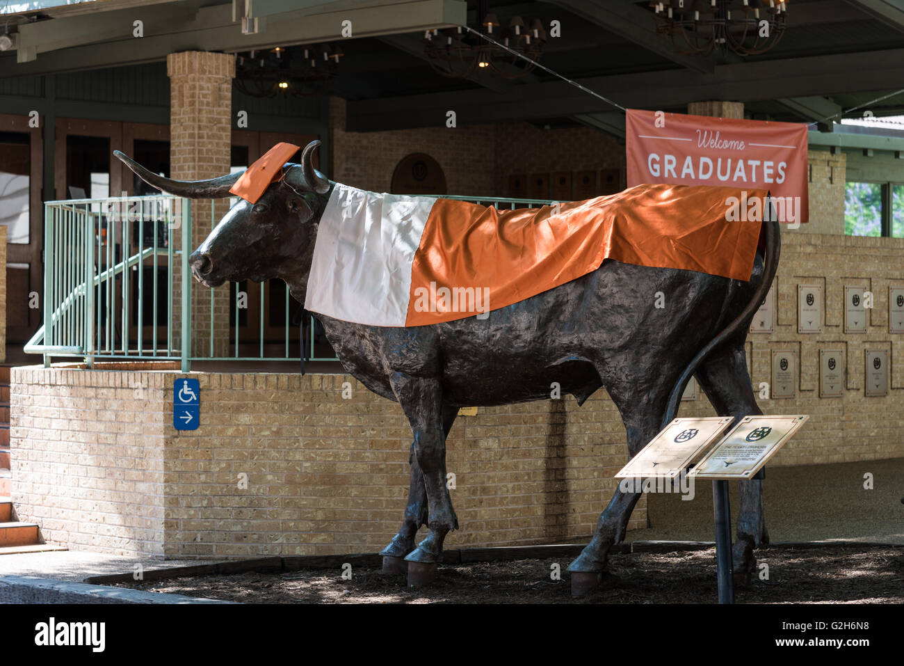 A bronze statue of Texas Longhorn, the University Mascot, draped with ...