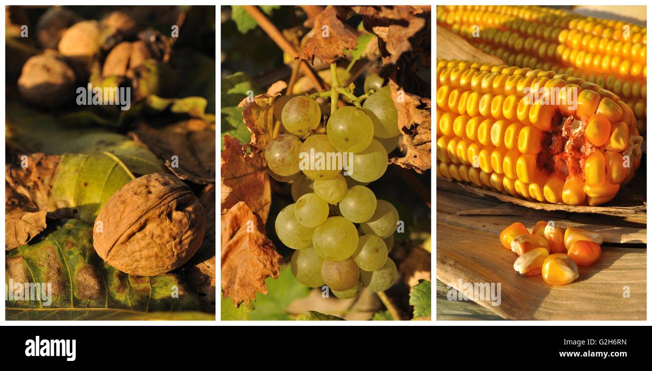Collage with autumn fruits and vegetables - walnut, wine grape and corn ...