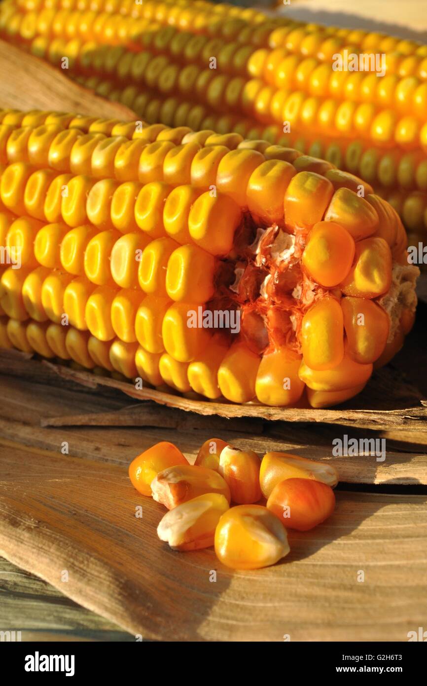Detail view of corn with seeds Stock Photo - Alamy
