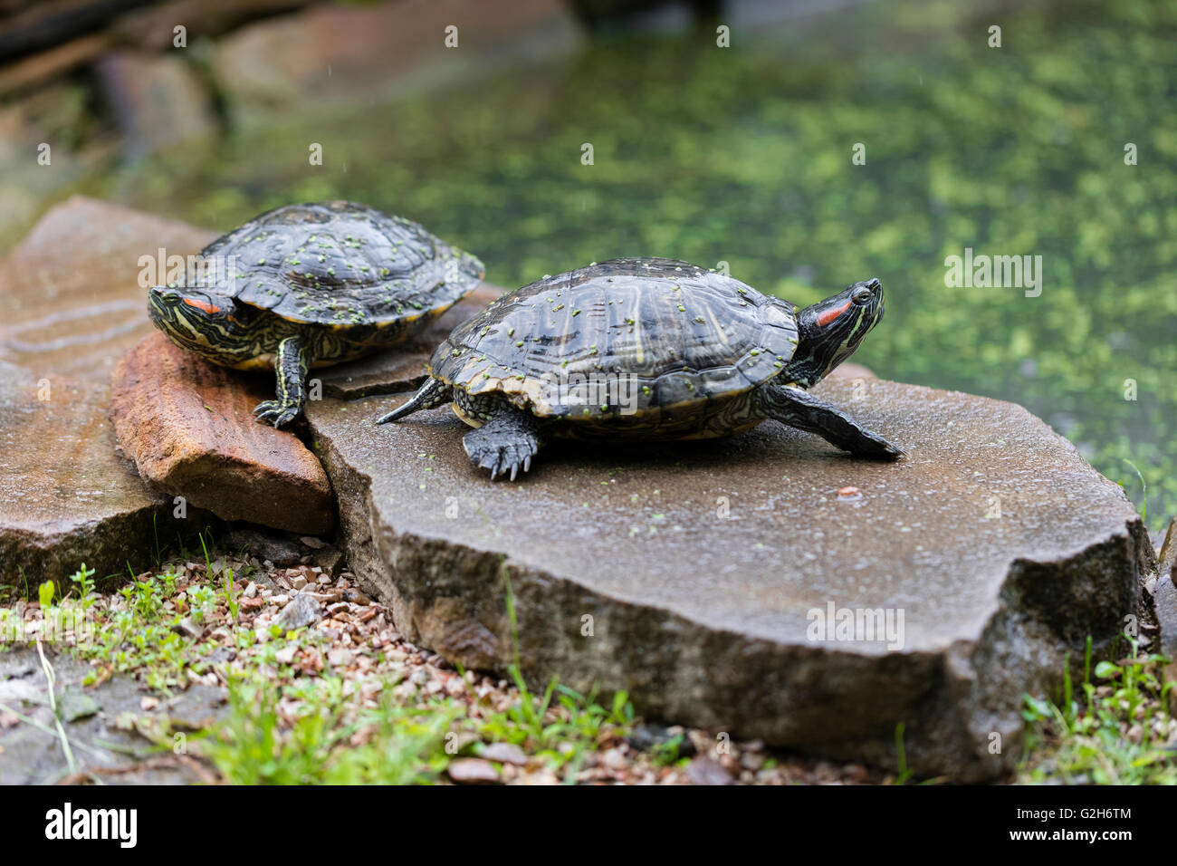 Two turtles in water hi-res stock photography and images - Alamy