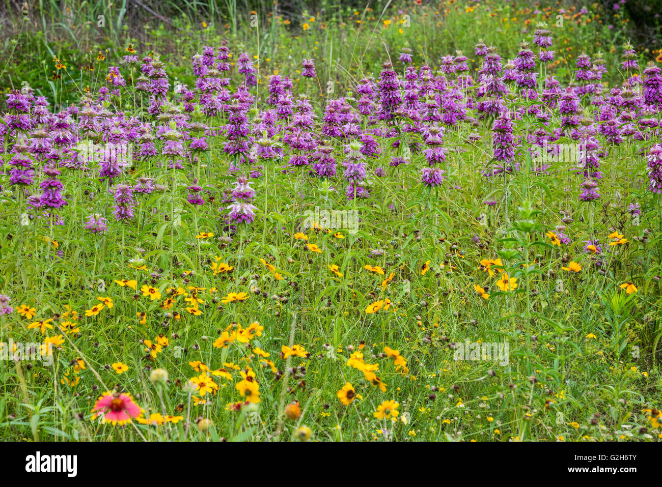Wild flowers in full bloom in Texas Hill Country. Balcones Canyonlands ...