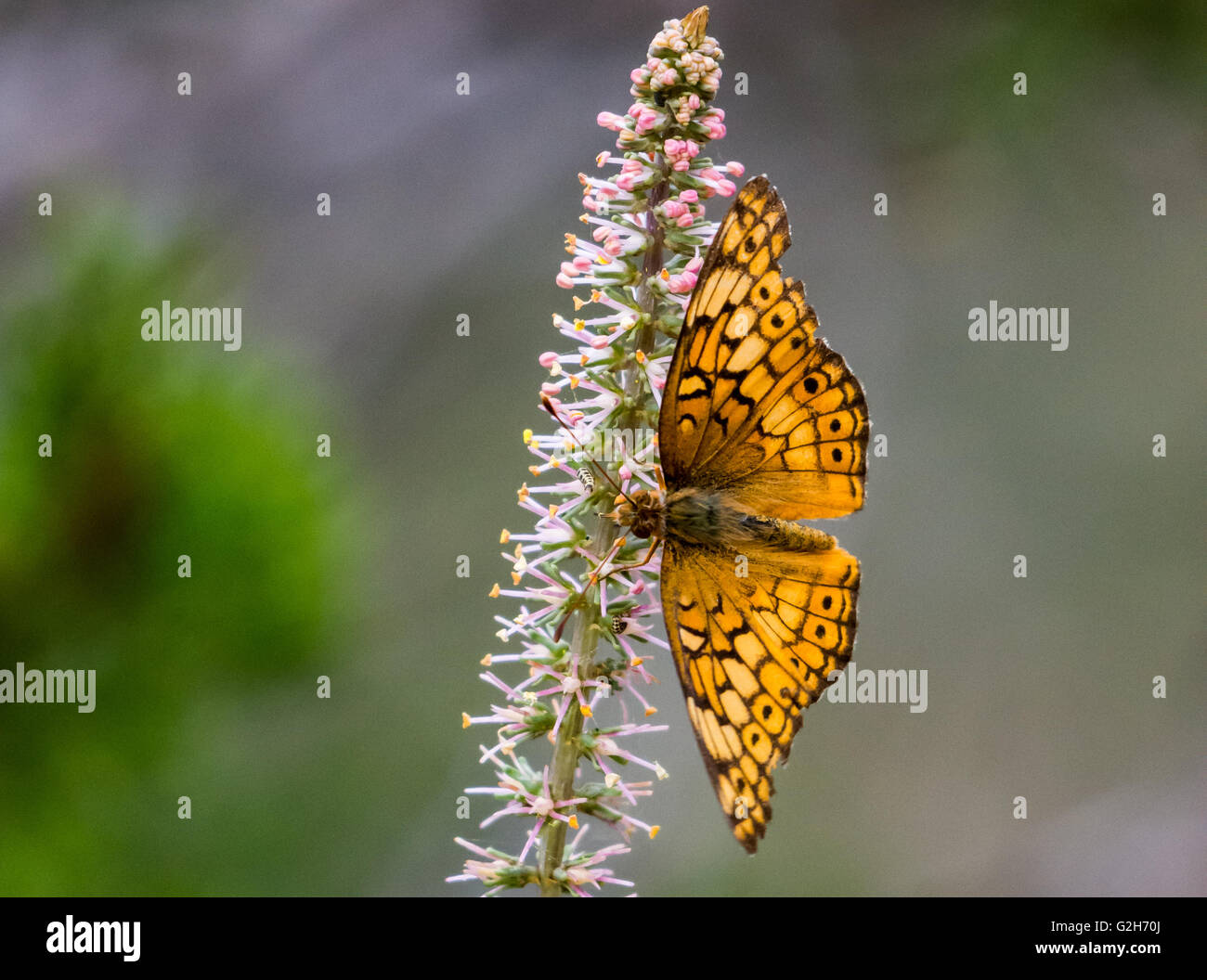 A Variegated Fritillary butterfly (Euptoieta claudia) feeding on wild ...