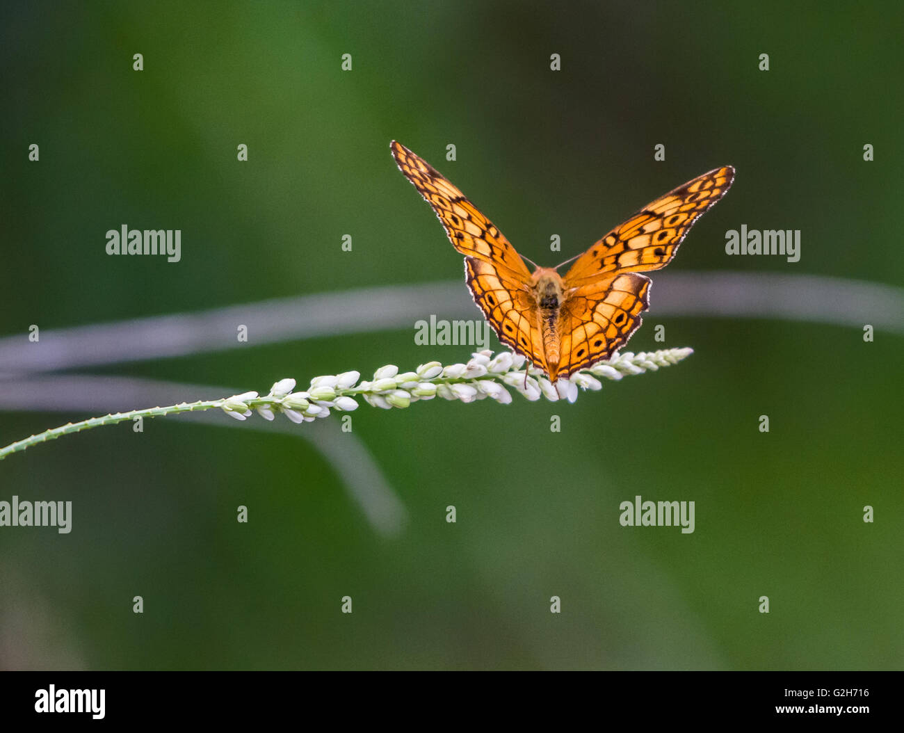 A Variegated Fritillary butterfly (Euptoieta claudia) lands on a grass ...