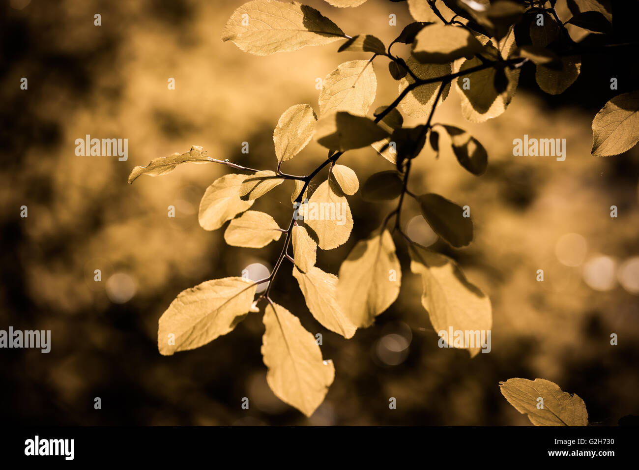 background of tree branches with leaves close-up Stock Photo - Alamy