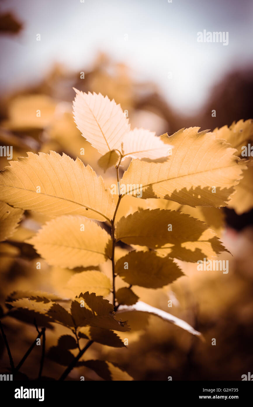 background of tree branches with leaves close-up Stock Photo - Alamy