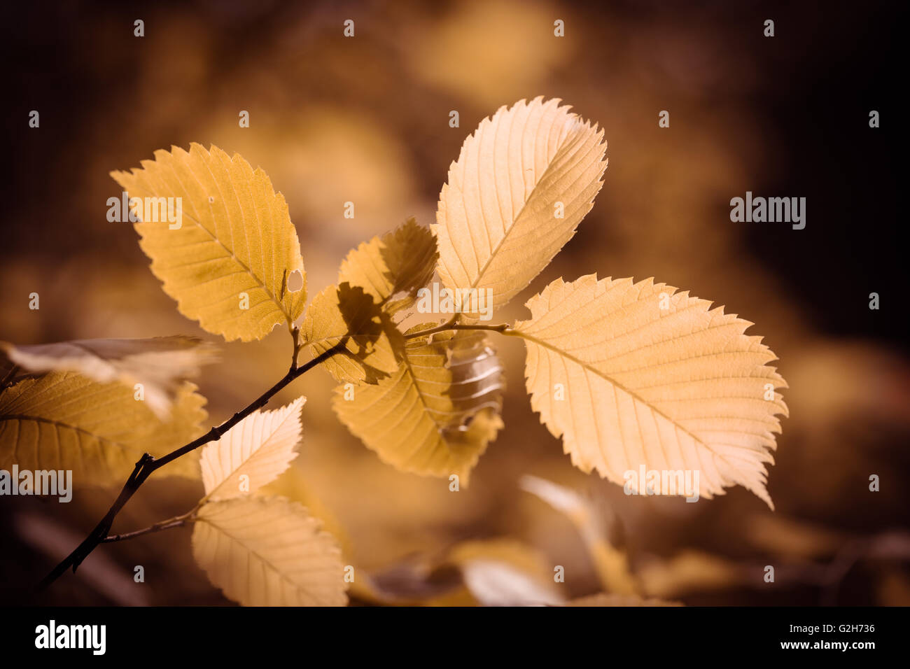 background of tree branches with leaves close-up Stock Photo - Alamy