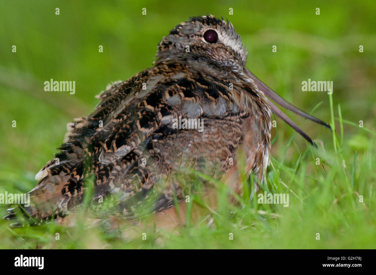 Ontario birds hi-res stock photography and images - Alamy