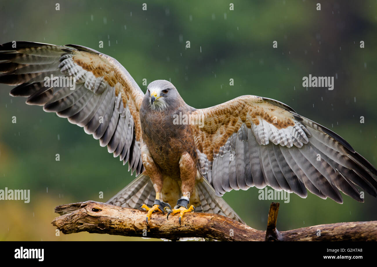 Ontario hawk hi-res stock photography and images - Alamy