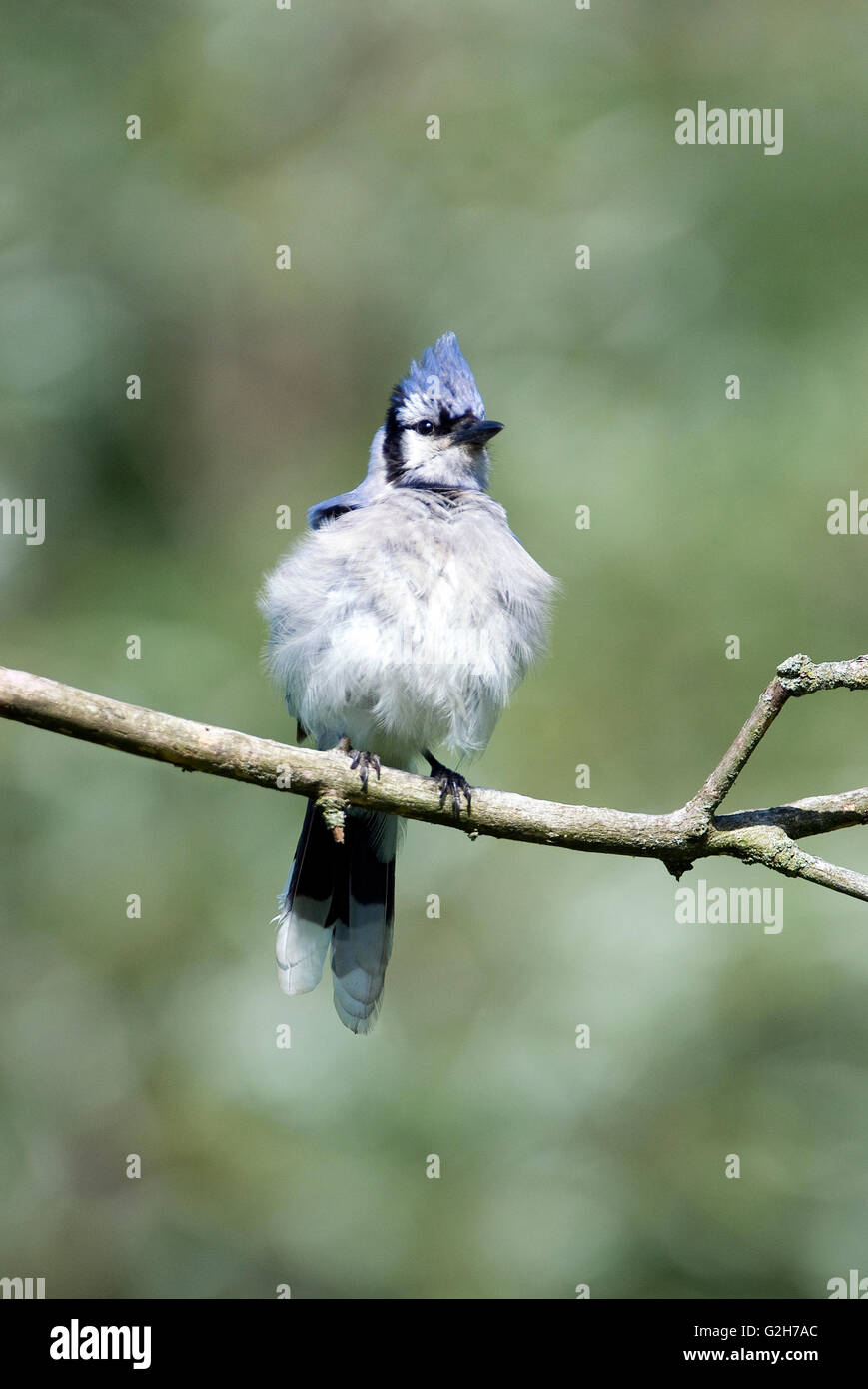 Birds found in Ontario Canada Stock Photo - Alamy
