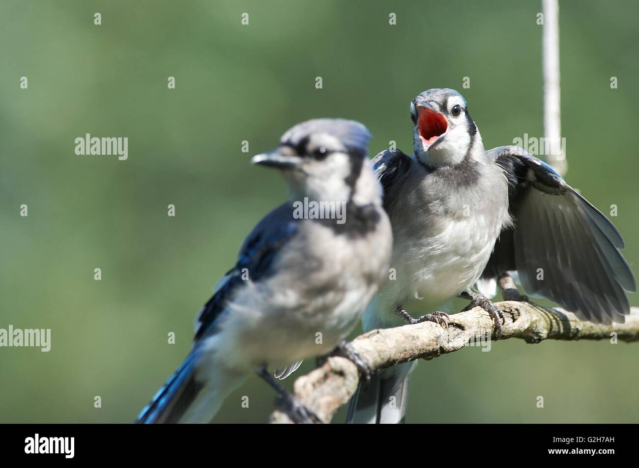 Birds of ontario hi-res stock photography and images - Alamy