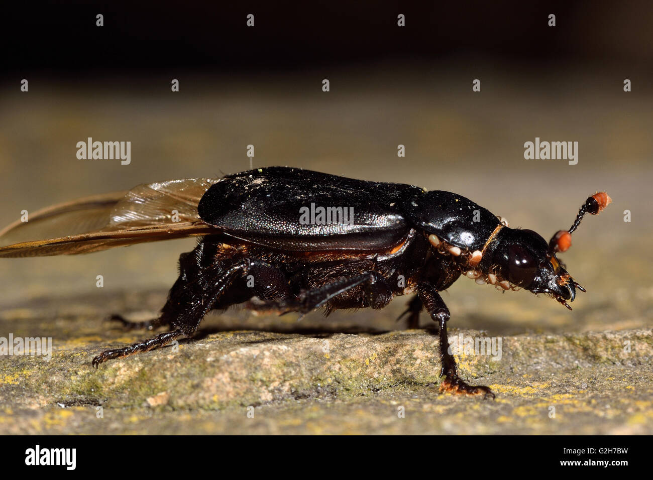 Black sexton beetle (Nicrophorus humator) with phoretic mites. Burying ...