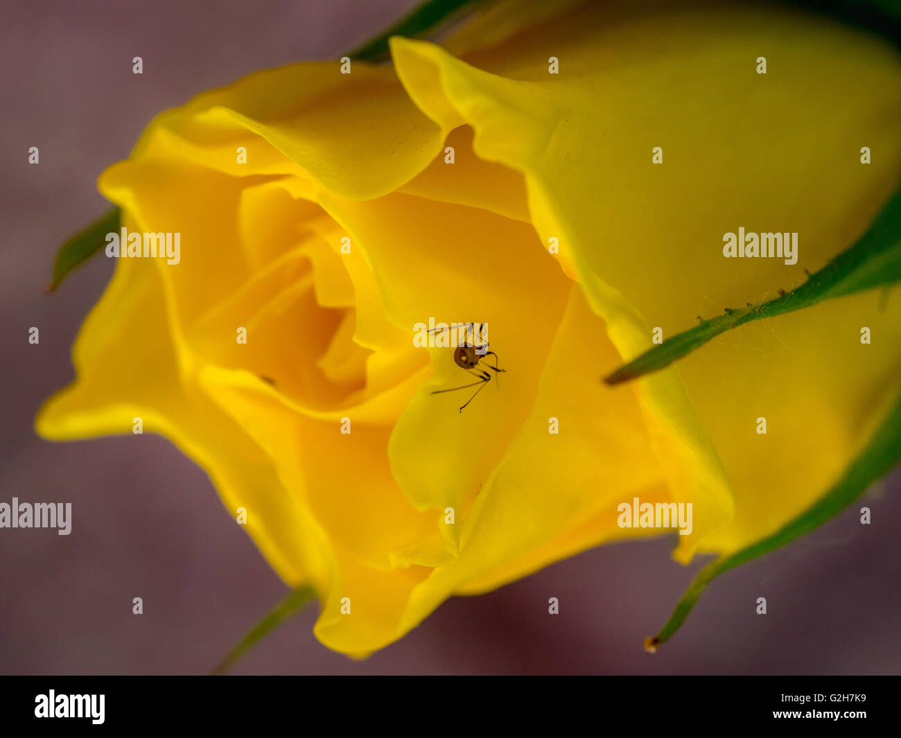 Rose inspiration hi-res stock photography and images - Alamy
