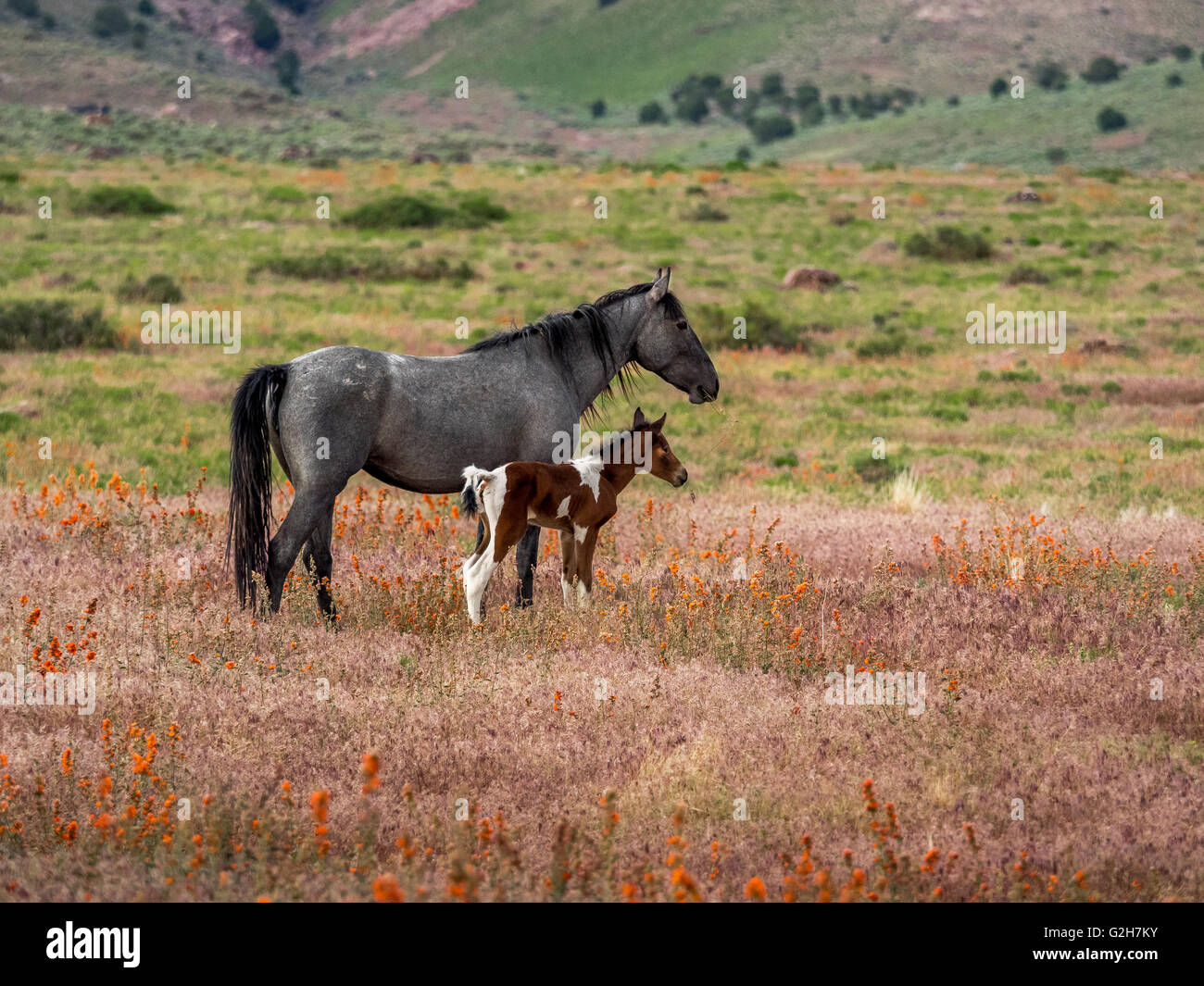 Wild mare standing with her colt Stock Photo - Alamy