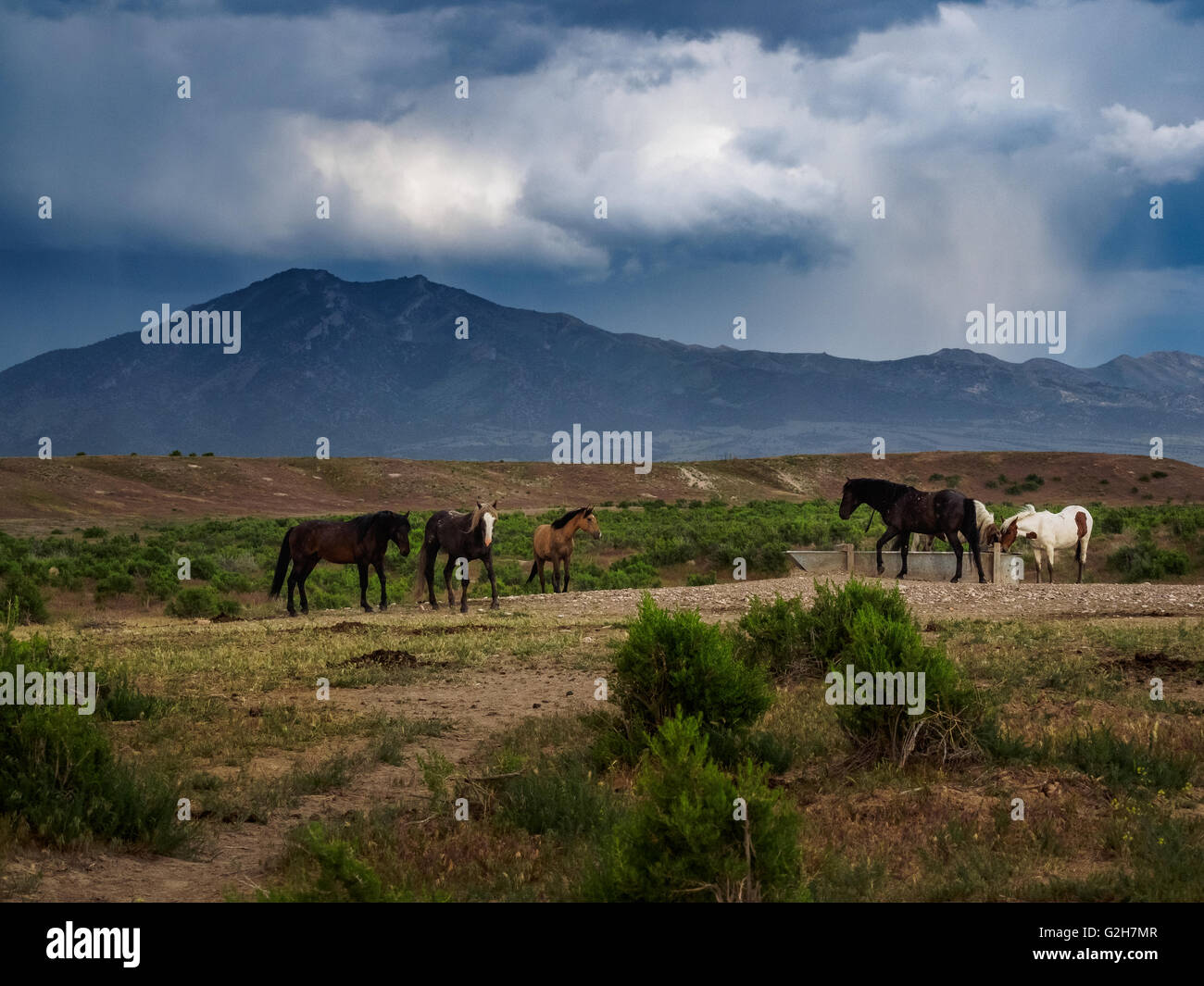 Wild horses coming to a water tank to drink before the rain storm Stock ...