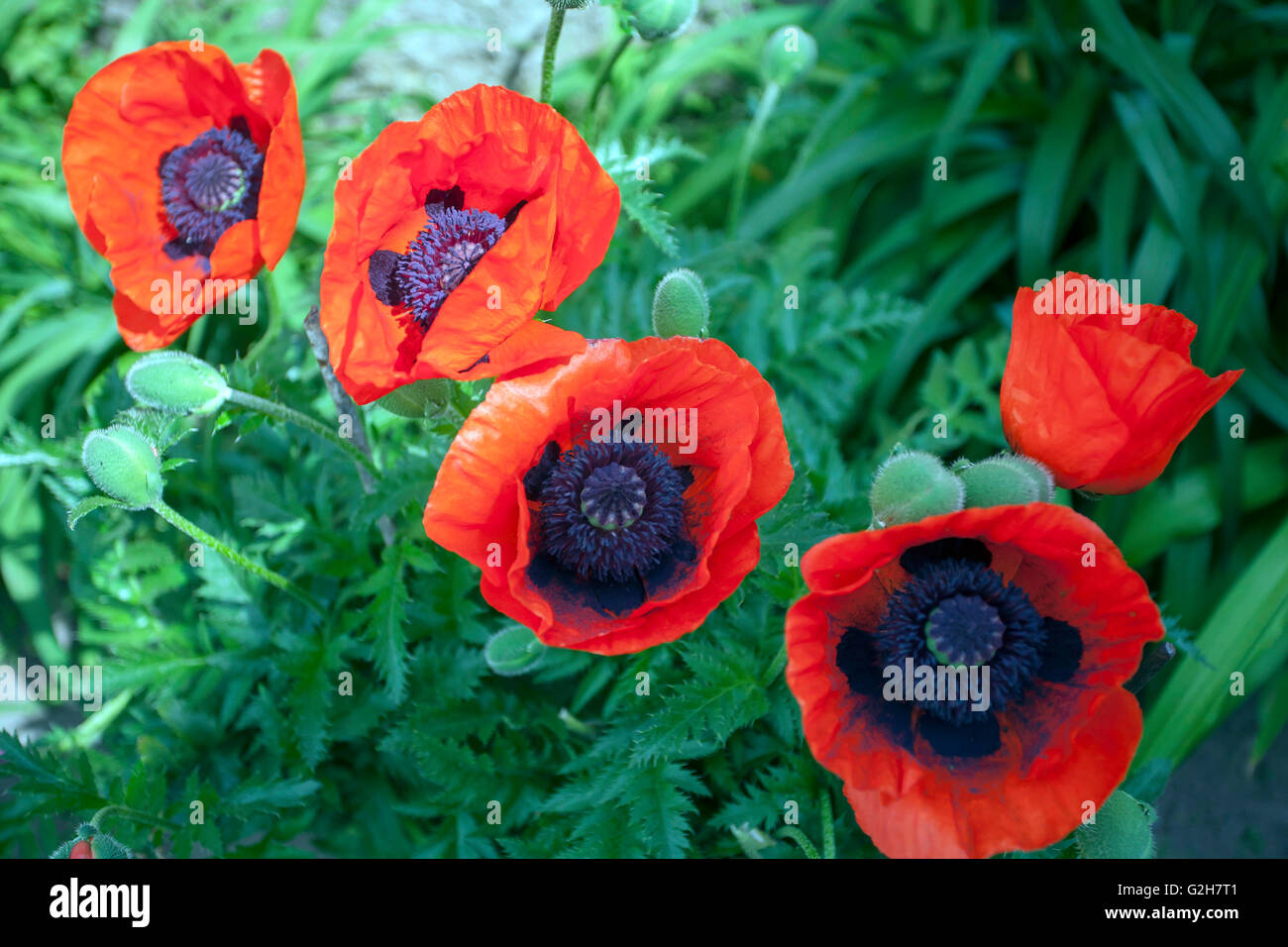 Giant Poppy flower, Papaver somniferum, in the garden Stock Photo - Alamy