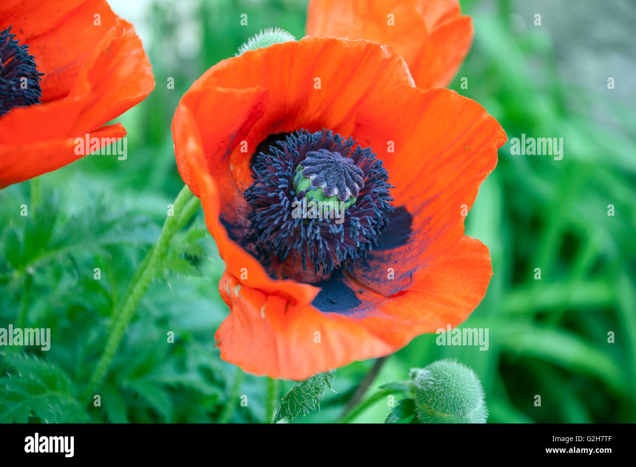 Giant Poppy flower, Papaver somniferum, in the garden Stock Photo - Alamy