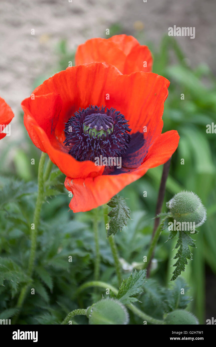 Papaver somniferum hi-res stock photography and images - Alamy