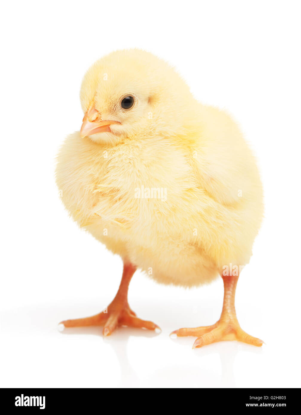 Small yellow chicken isolated on white background Stock Photo - Alamy