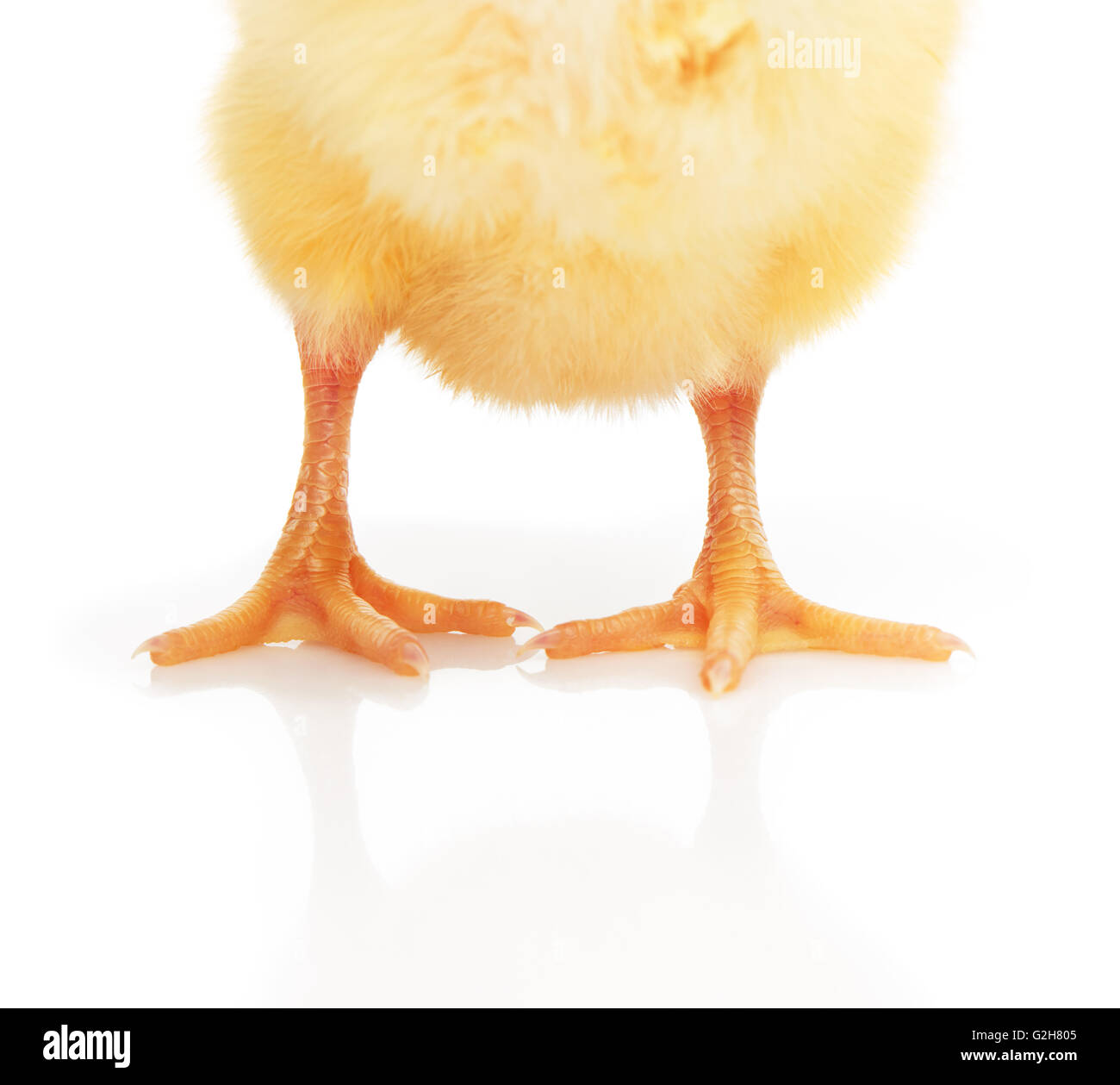 Close up of small yellow chicken legs isolated on white background ...