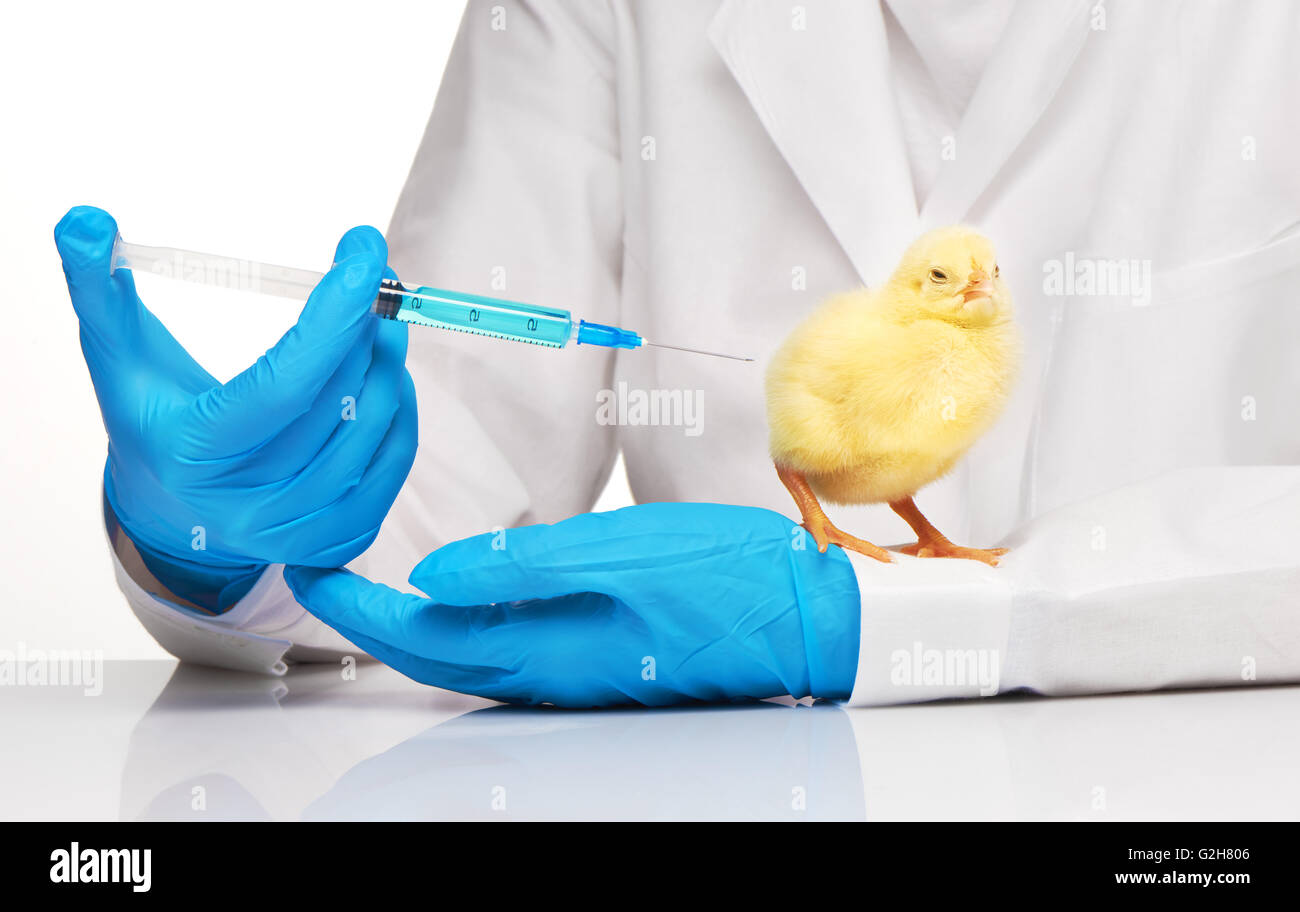 Veterinarian makes an injection to small yellow chicken with syringe ...