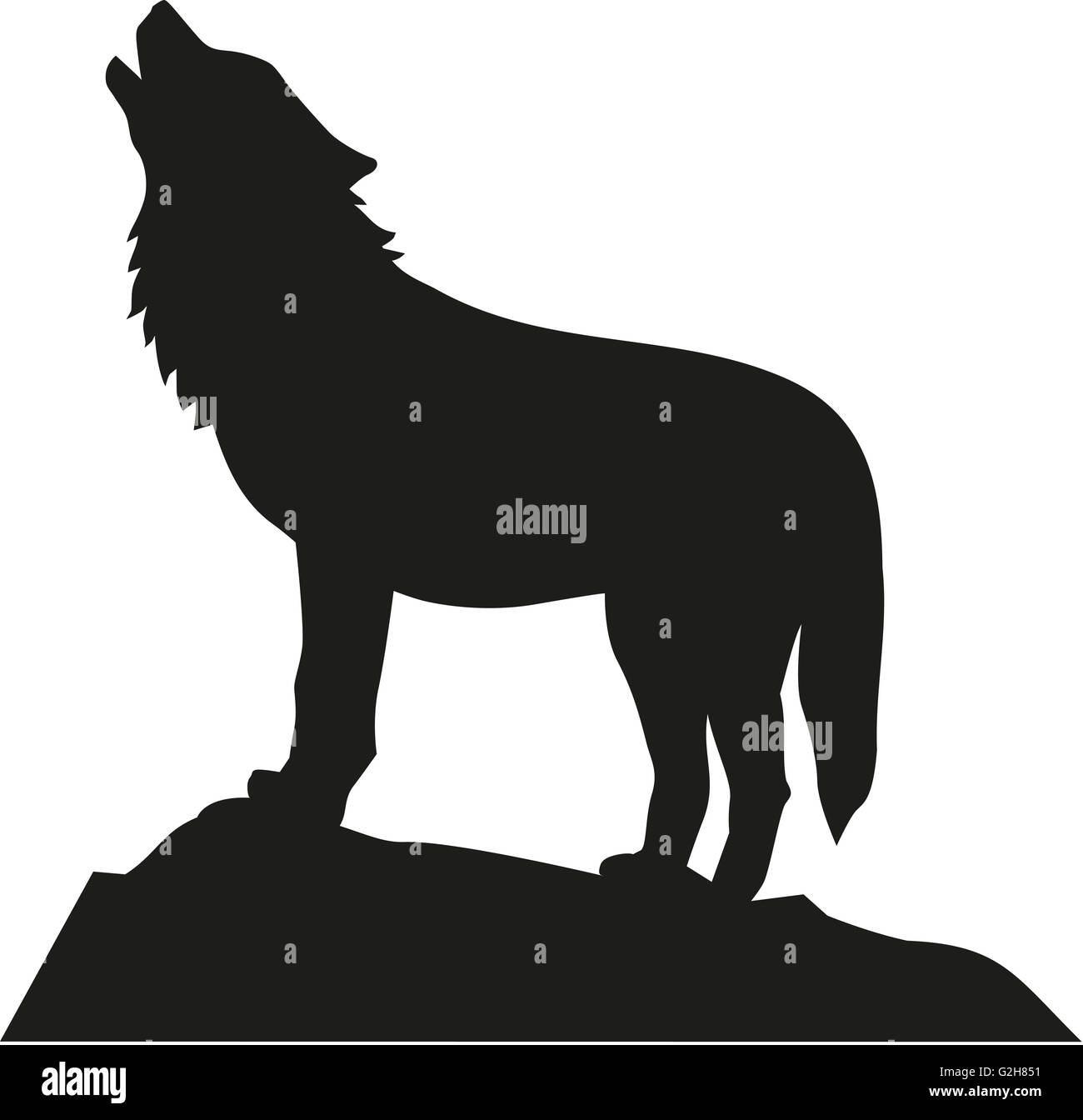Wolf standing and howling Stock Photo - Alamy