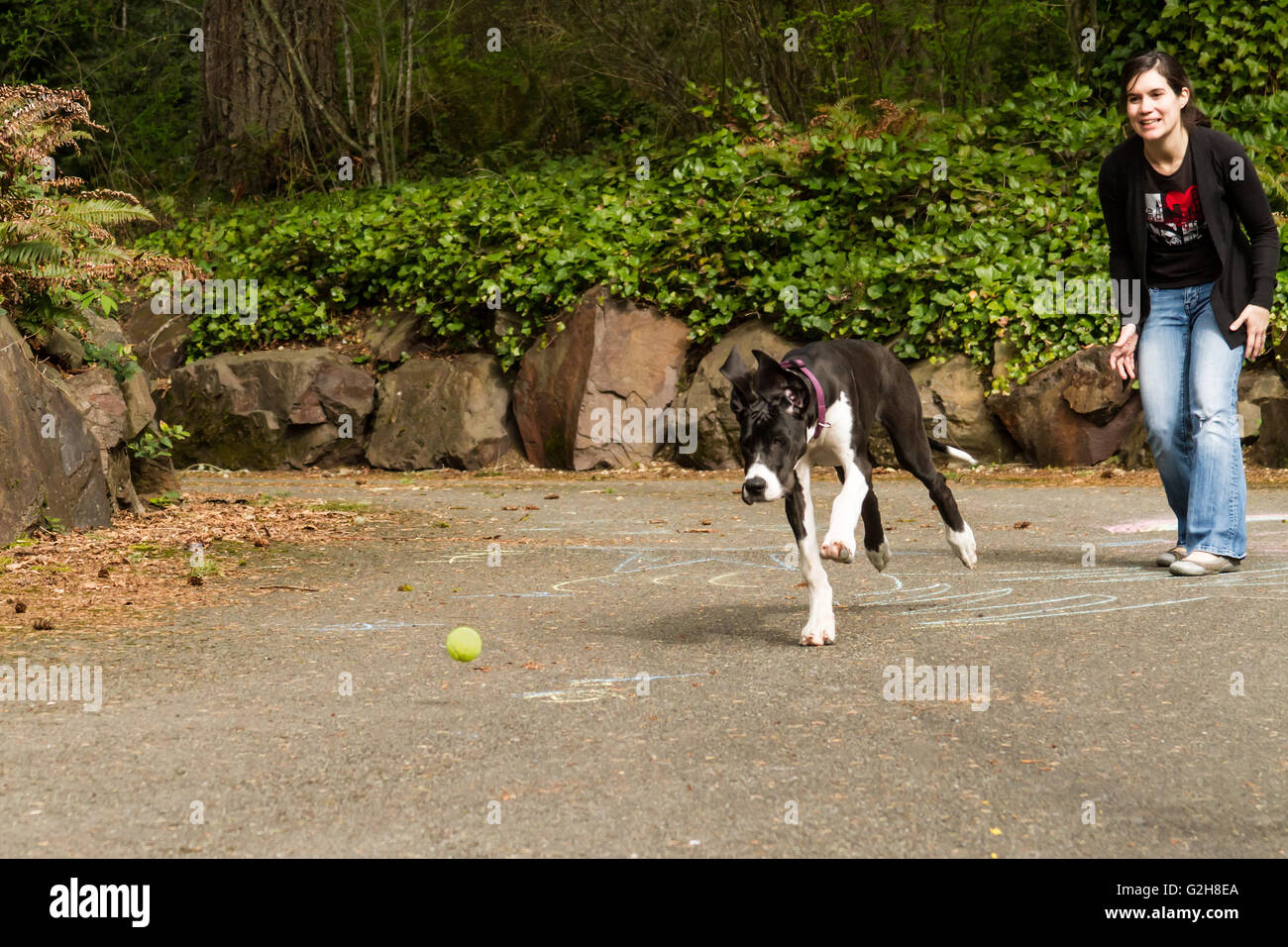 Great Dane Puppy High Resolution Stock Photography and Images - Alamy