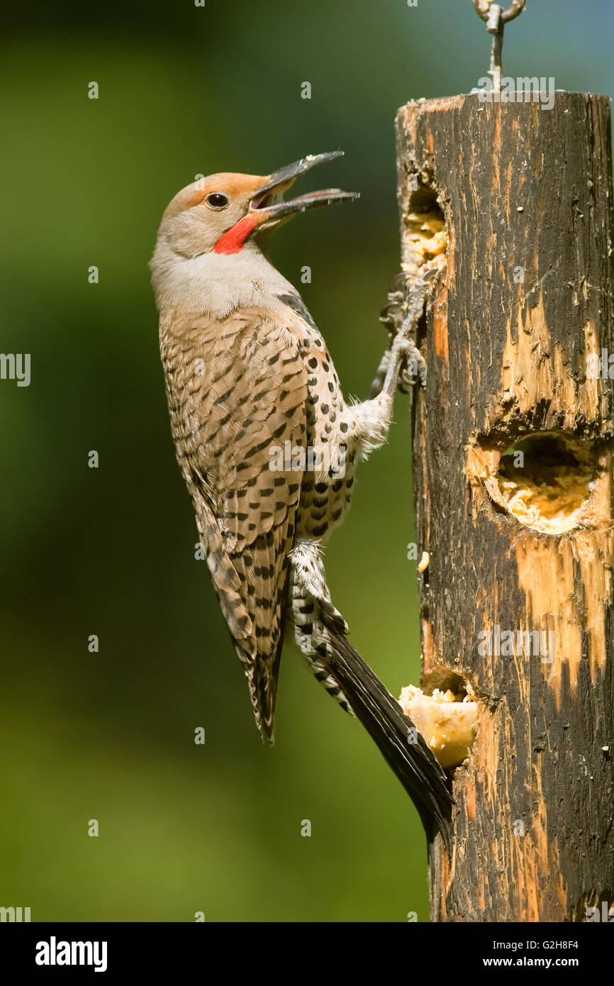 Red shafted subspecies hi-res stock photography and images - Alamy
