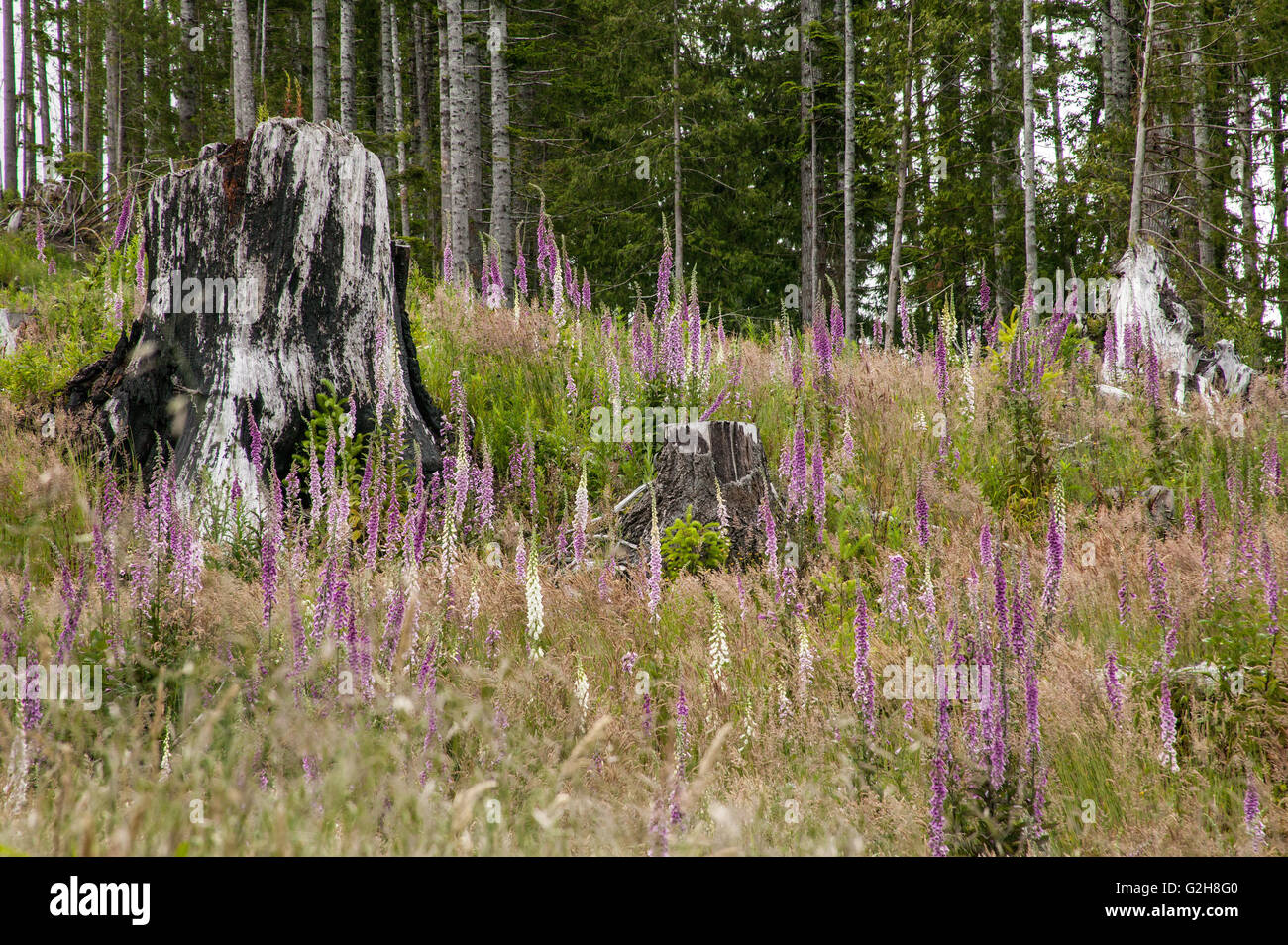 Meadow of in clear-cut logging area in the Olympic National Forest ...