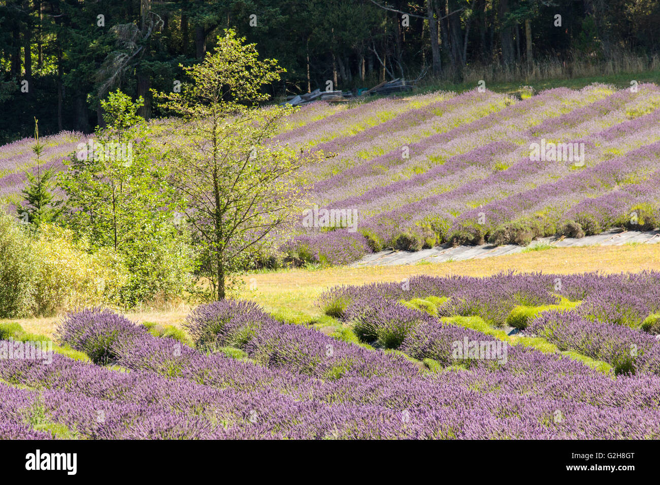 Pelindaba Lavender Farm on San Juan Island, Washington, USA Stock Photo ...